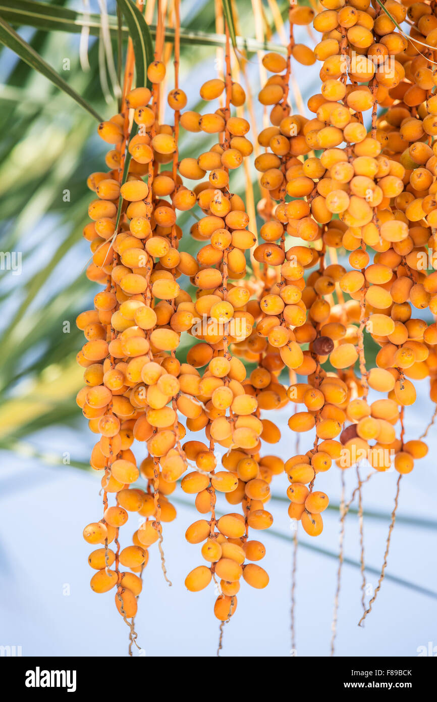 Date fruits on the tree. Close-up Stock Photo - Alamy