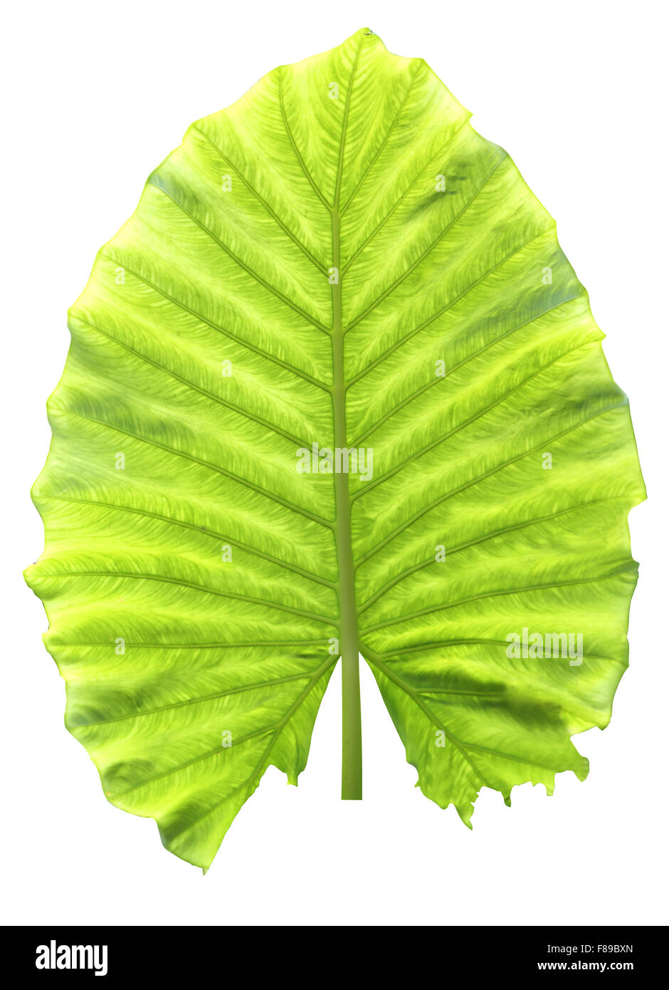 Big beautiful green leaf photographed close up Stock Photo - Alamy
