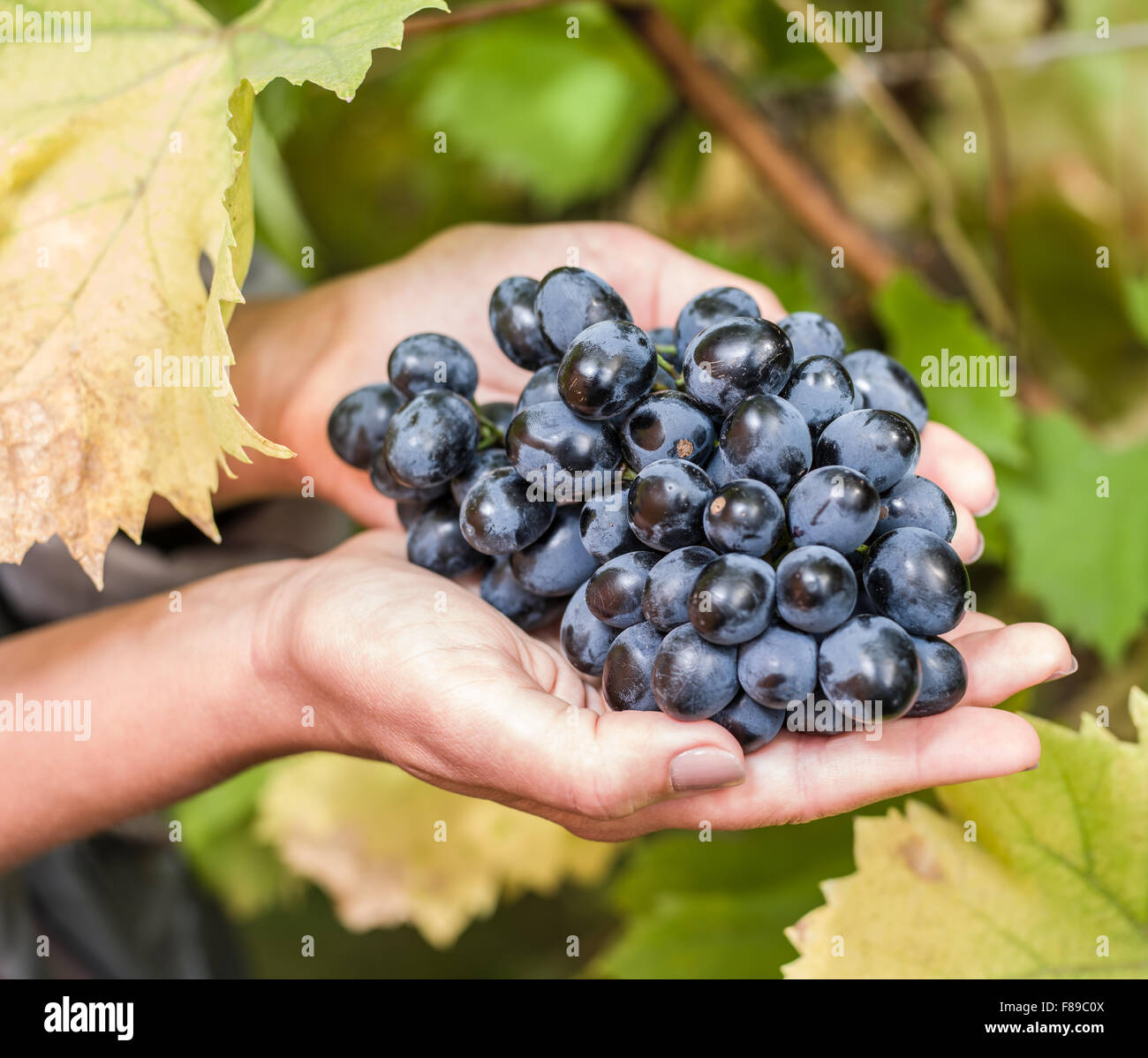 Purple grape hi-res stock photography and images - Alamy