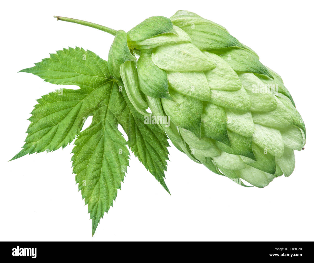 Hop cones. Isolated on white background Stock Photo - Alamy