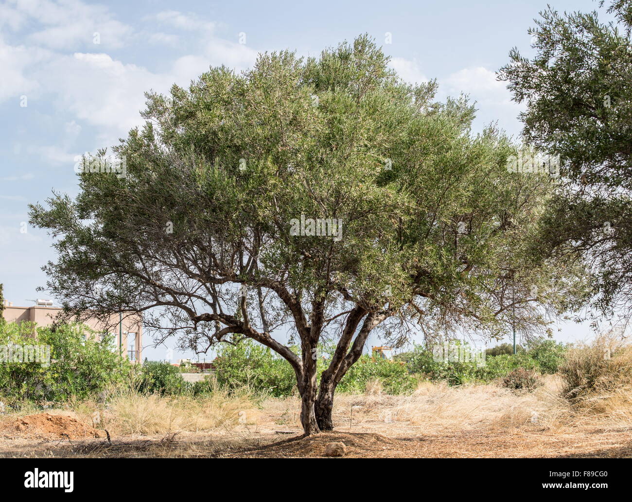 Garden olive tree hi-res stock photography and images - Alamy