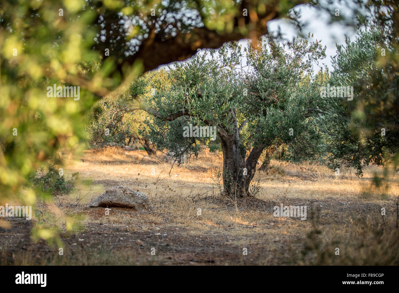 In the olive trees garden Stock Photo - Alamy