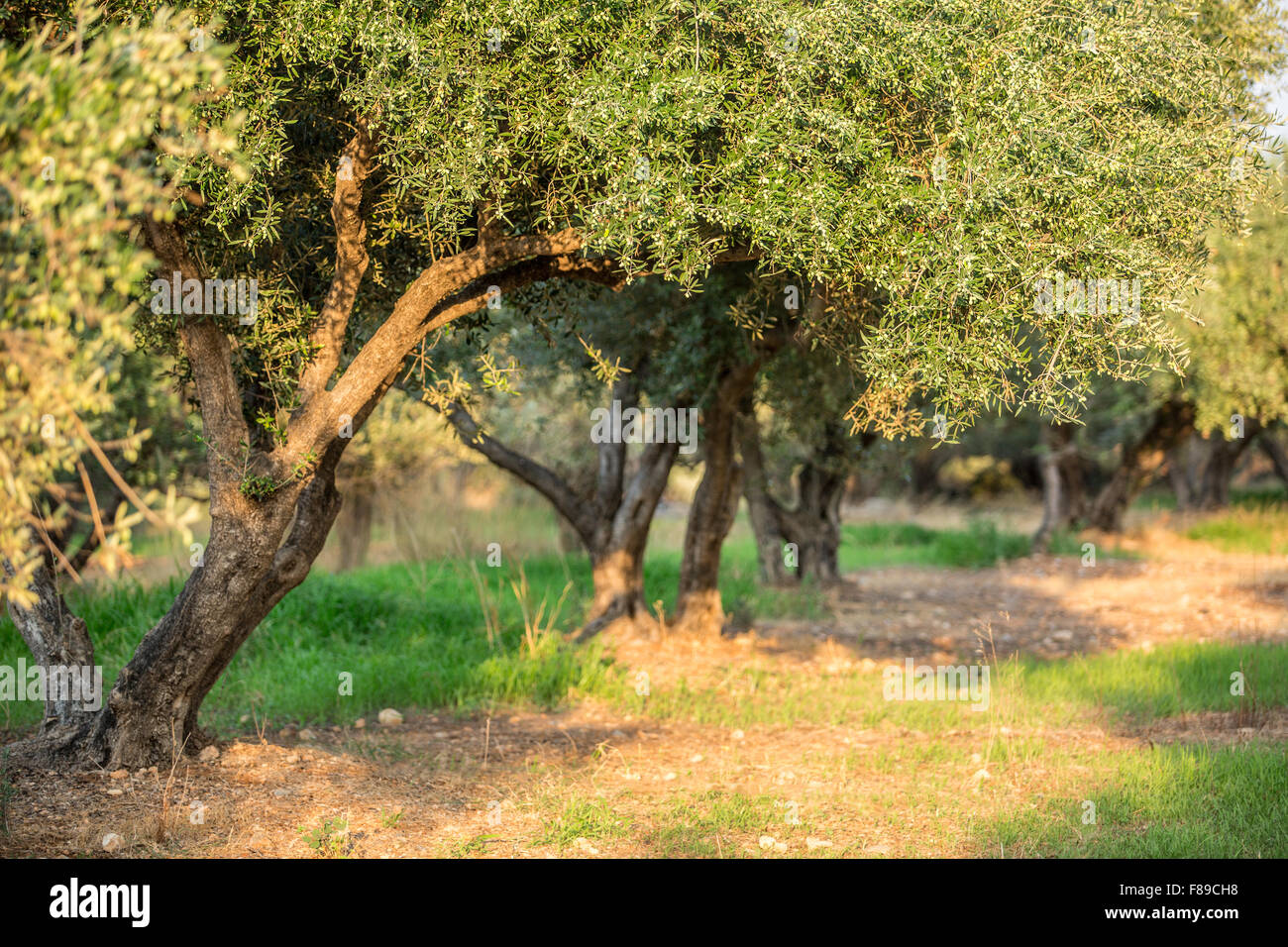 Olive tree fruit hi-res stock photography and images - Alamy