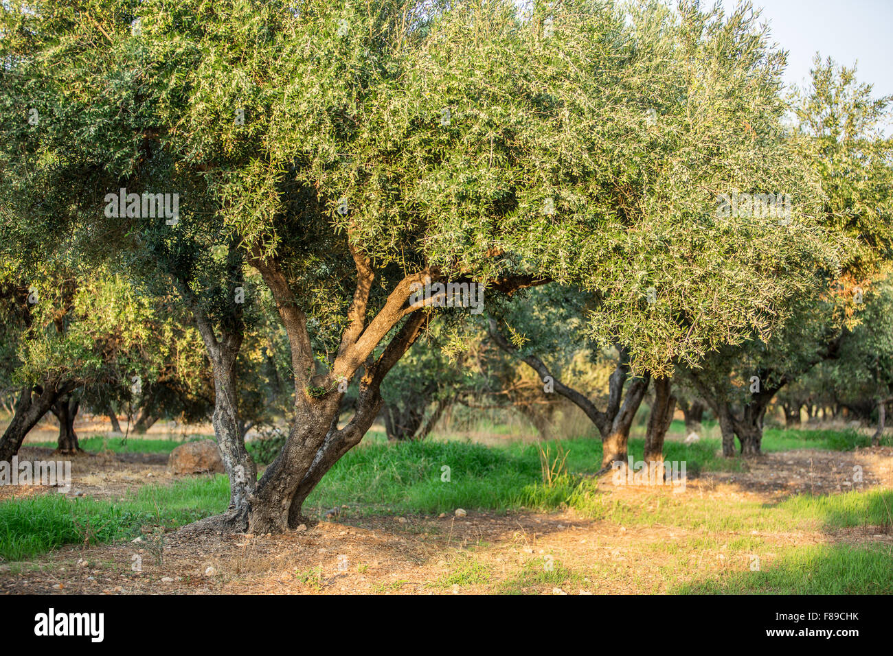 Field fruit trees on hi-res stock photography and images - Alamy