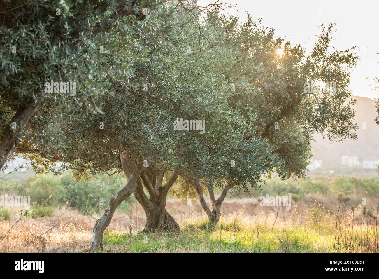 Olive tree fruit hi-res stock photography and images - Alamy