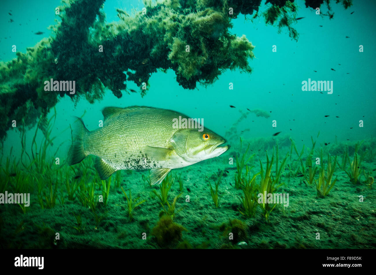 Smallmouth bass hi-res stock photography and images - Alamy