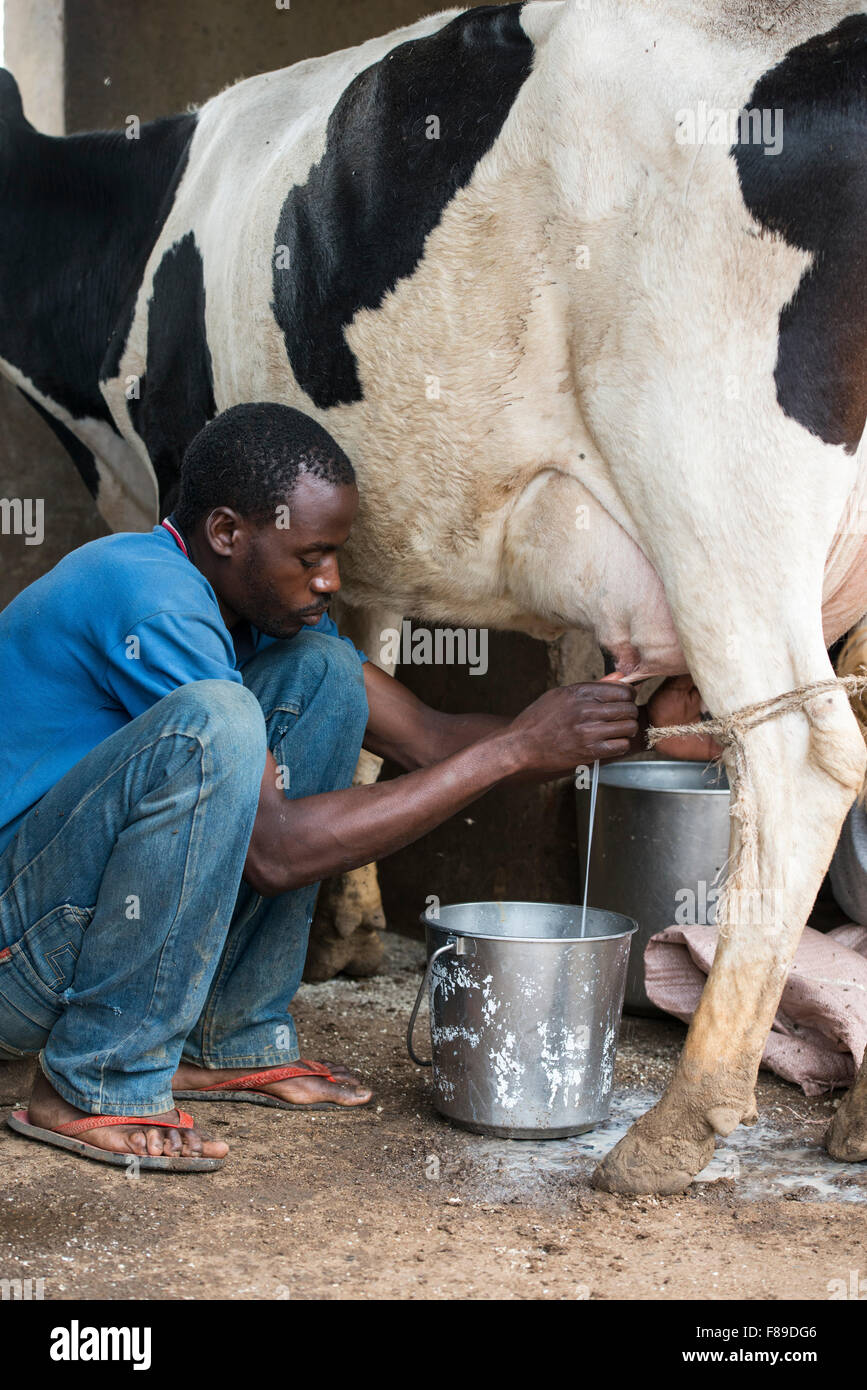 Zambia dairy farmers, cow milking at milk cow farm hi-res stock ...