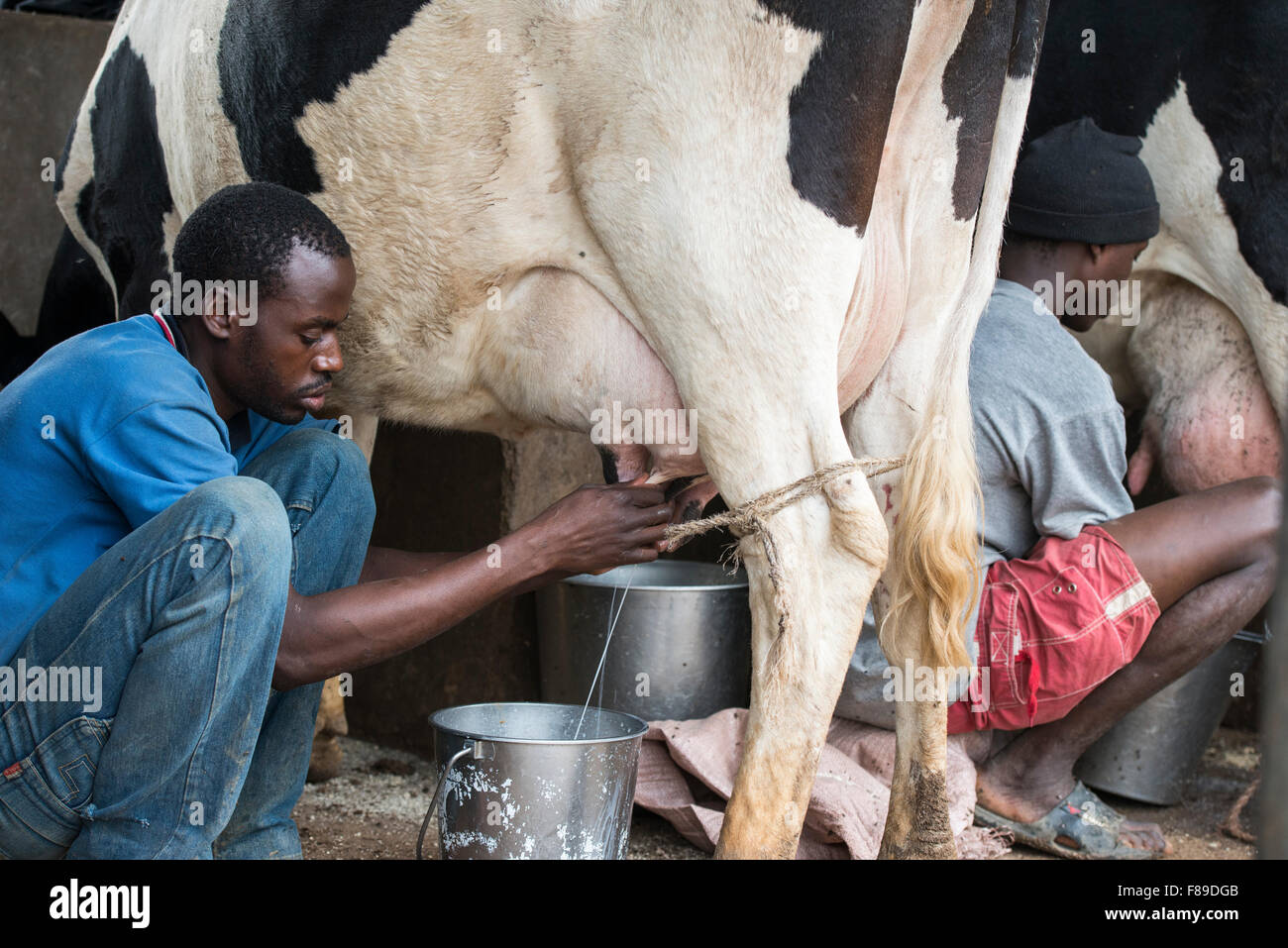 Dairy Cattle Breeds In Zambia at Jennifer Wilkins blog