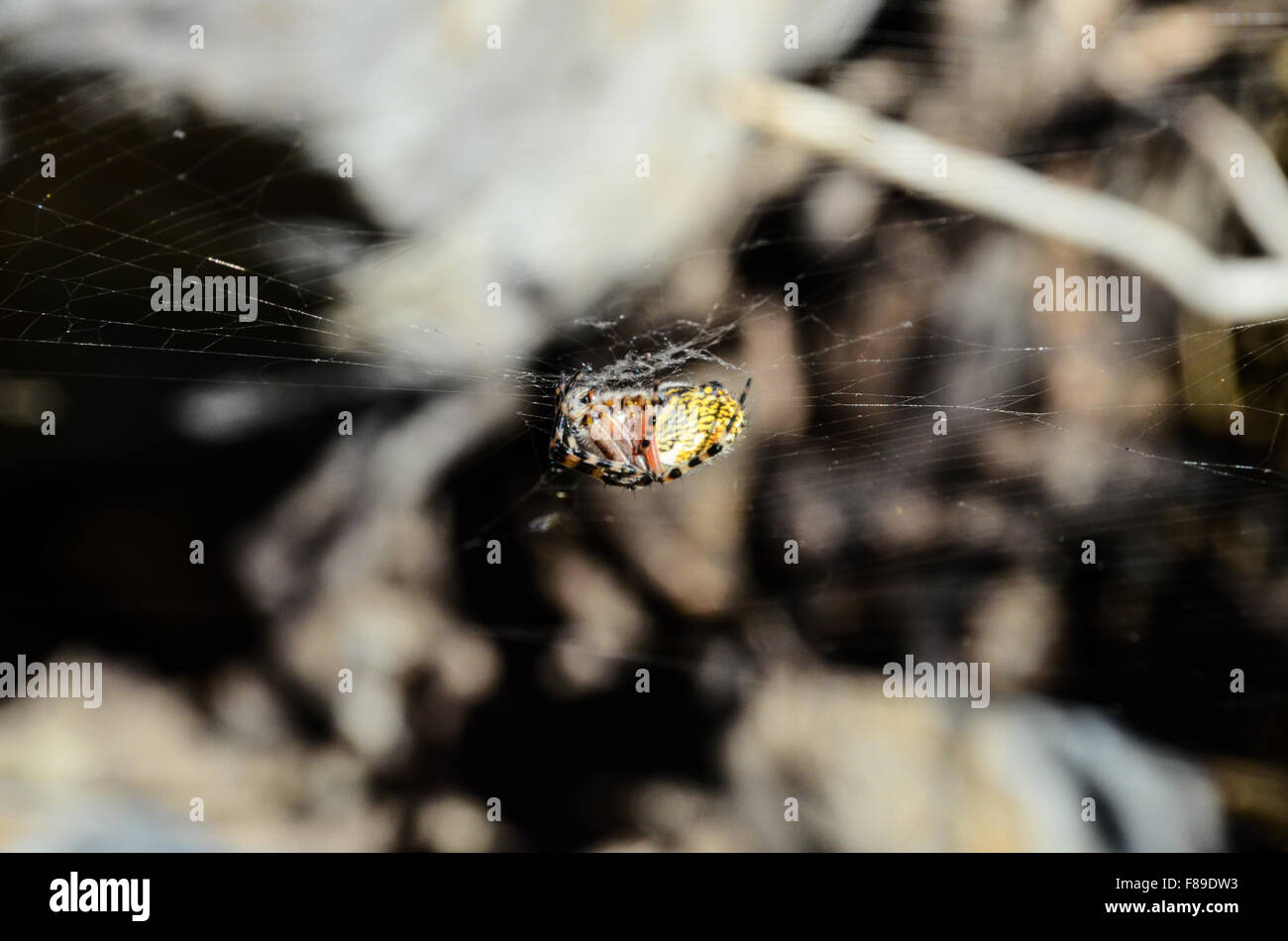 Spider and Web Stock Photo - Alamy
