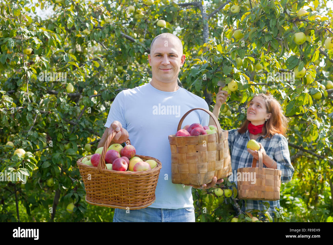 Happy couple picks apples in the orchard Stock Photo - Alamy
