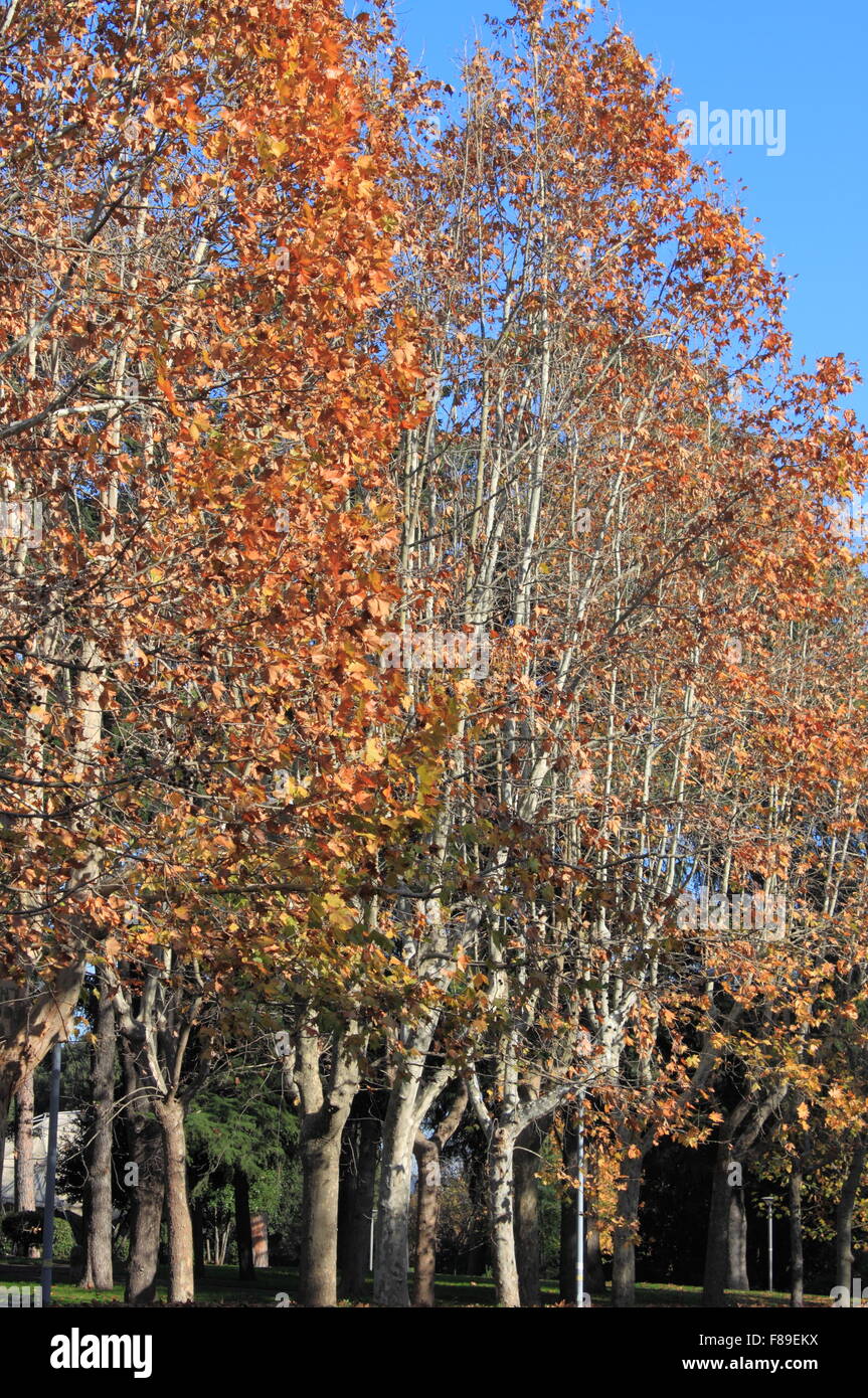 Row of trees in a park during fall season Stock Photo - Alamy