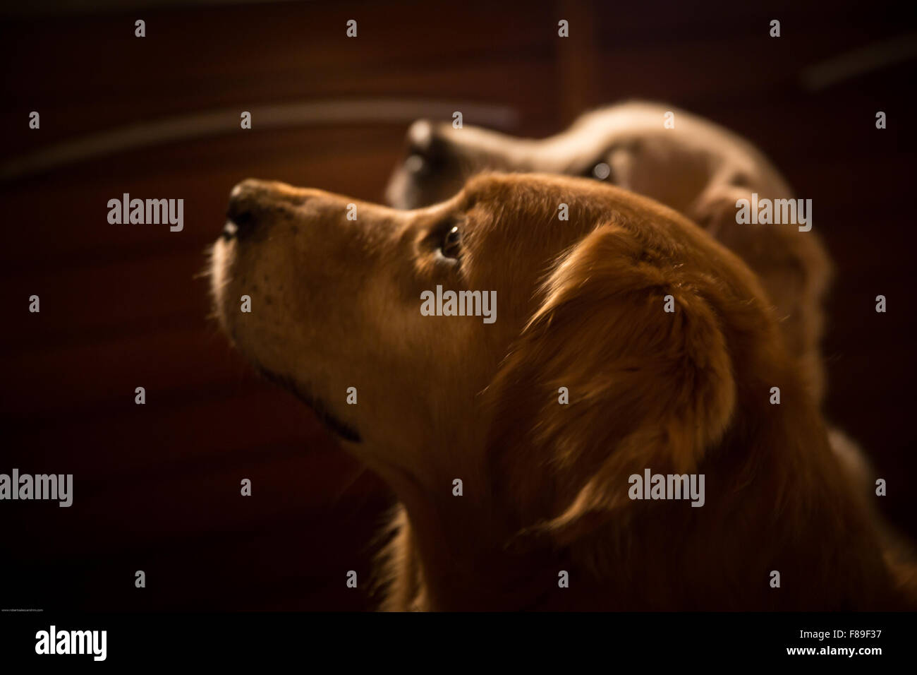 Cane golden retriever hi-res stock photography and images - Alamy