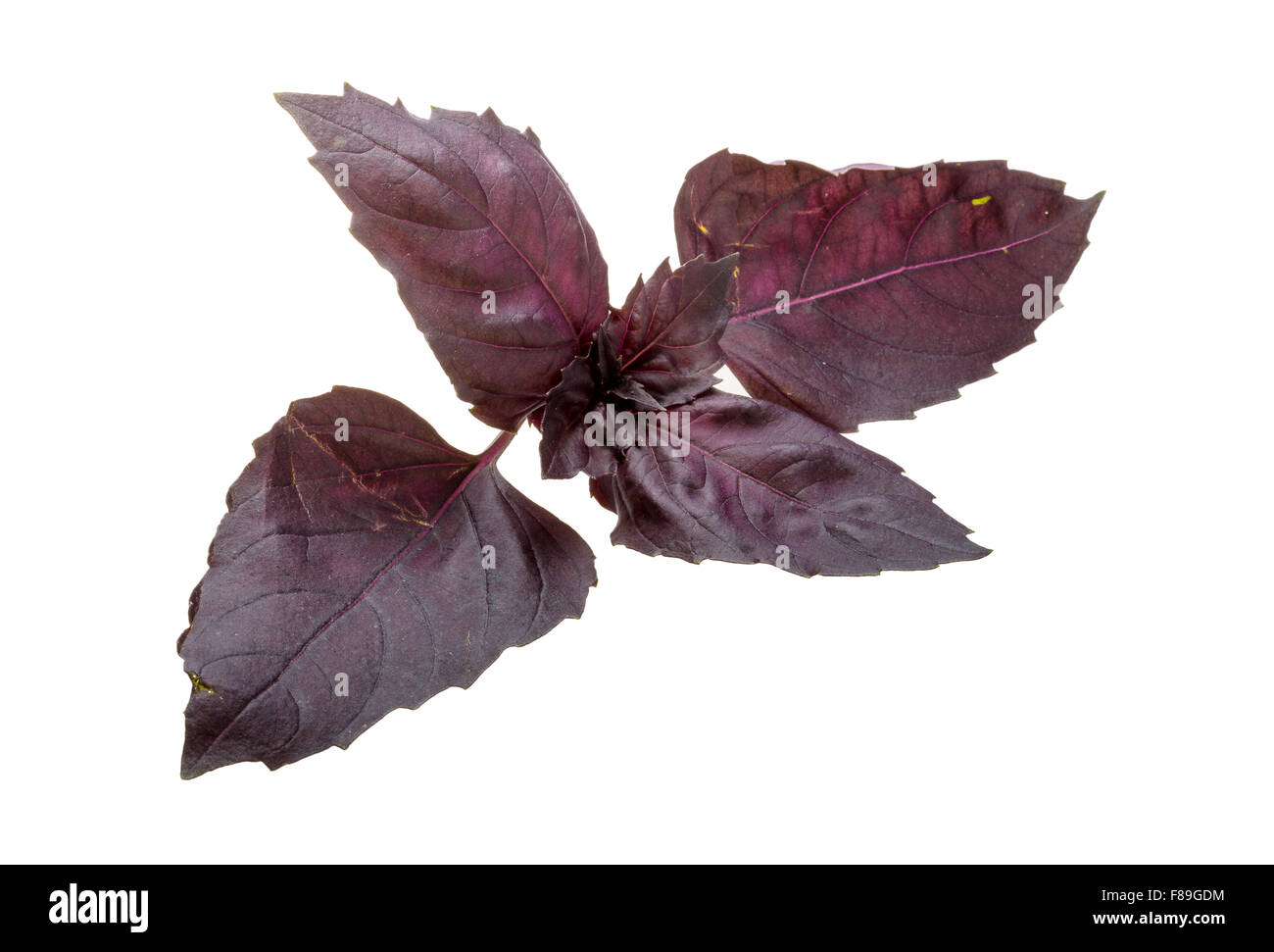 Red basil leaves isolated on white Stock Photo - Alamy