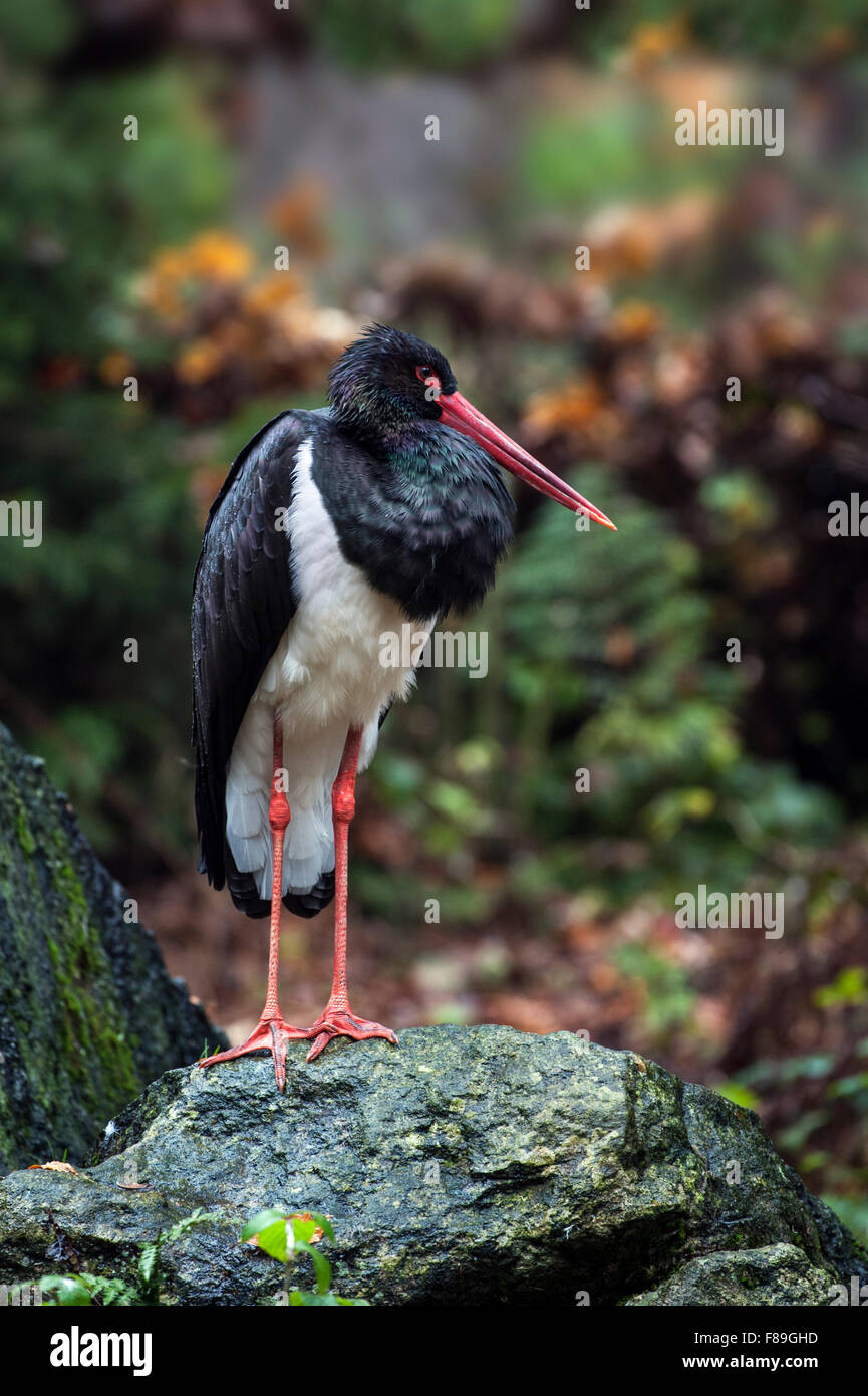 Black storks in the forest hi-res stock photography and images - Alamy