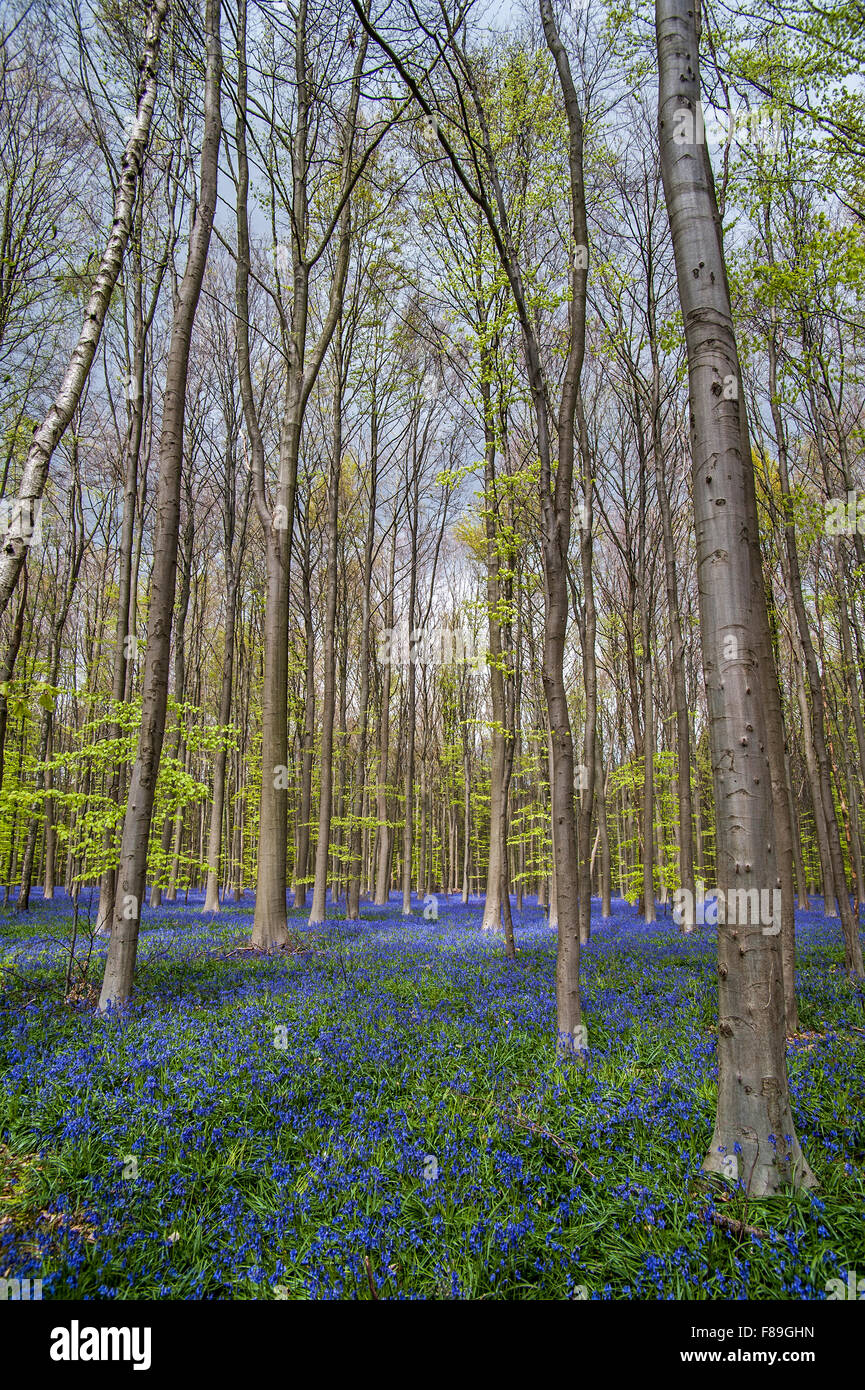 Bluebells (Endymion nonscriptus) in flower in beech woodland (Fagus ...