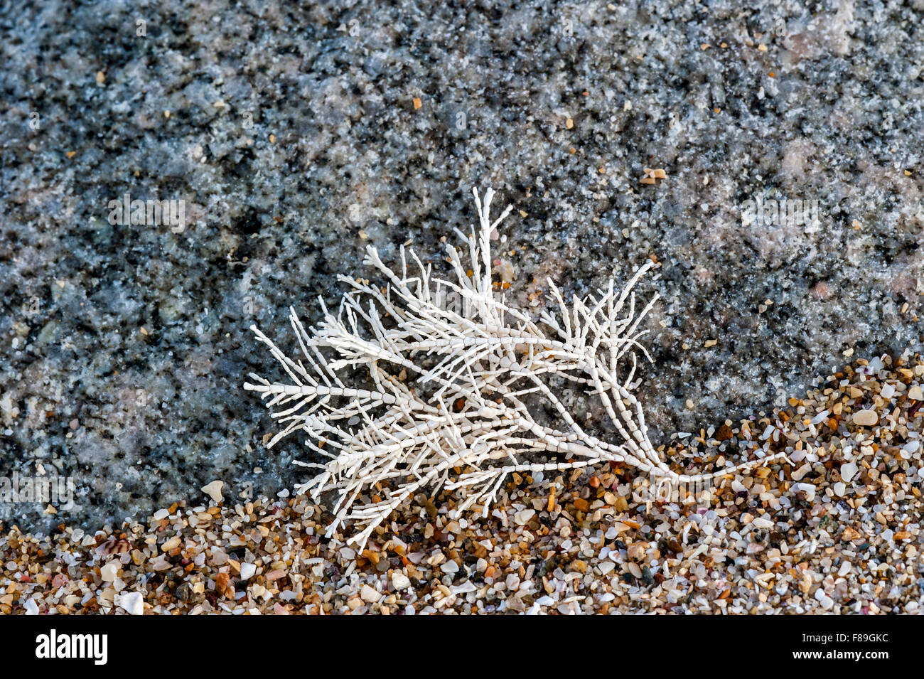 Common Coral Weed / Coralweed (Corallina officinalis) washed ashore on ...