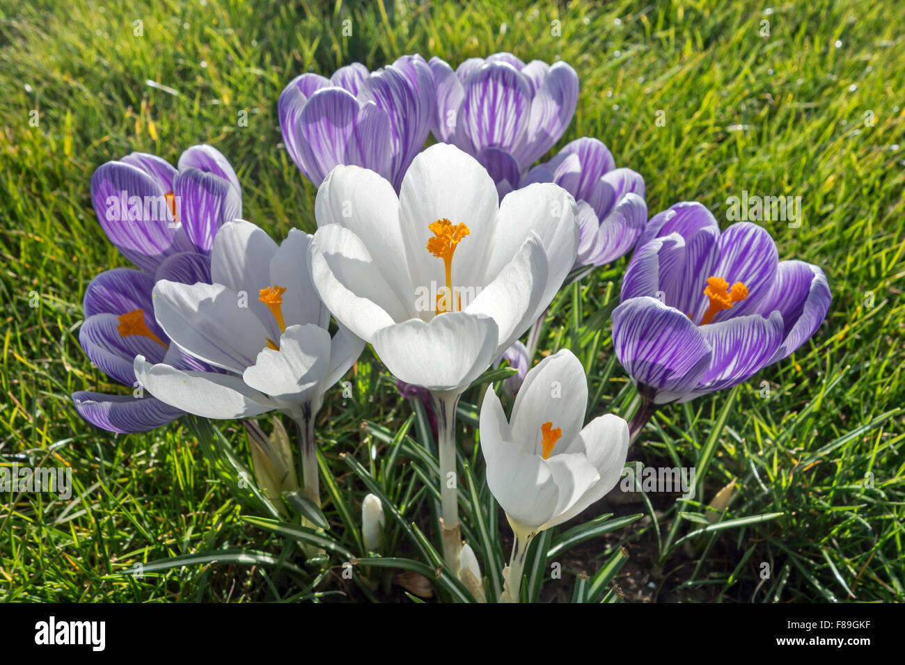 Purple and white wildflowers hi-res stock photography and images - Alamy