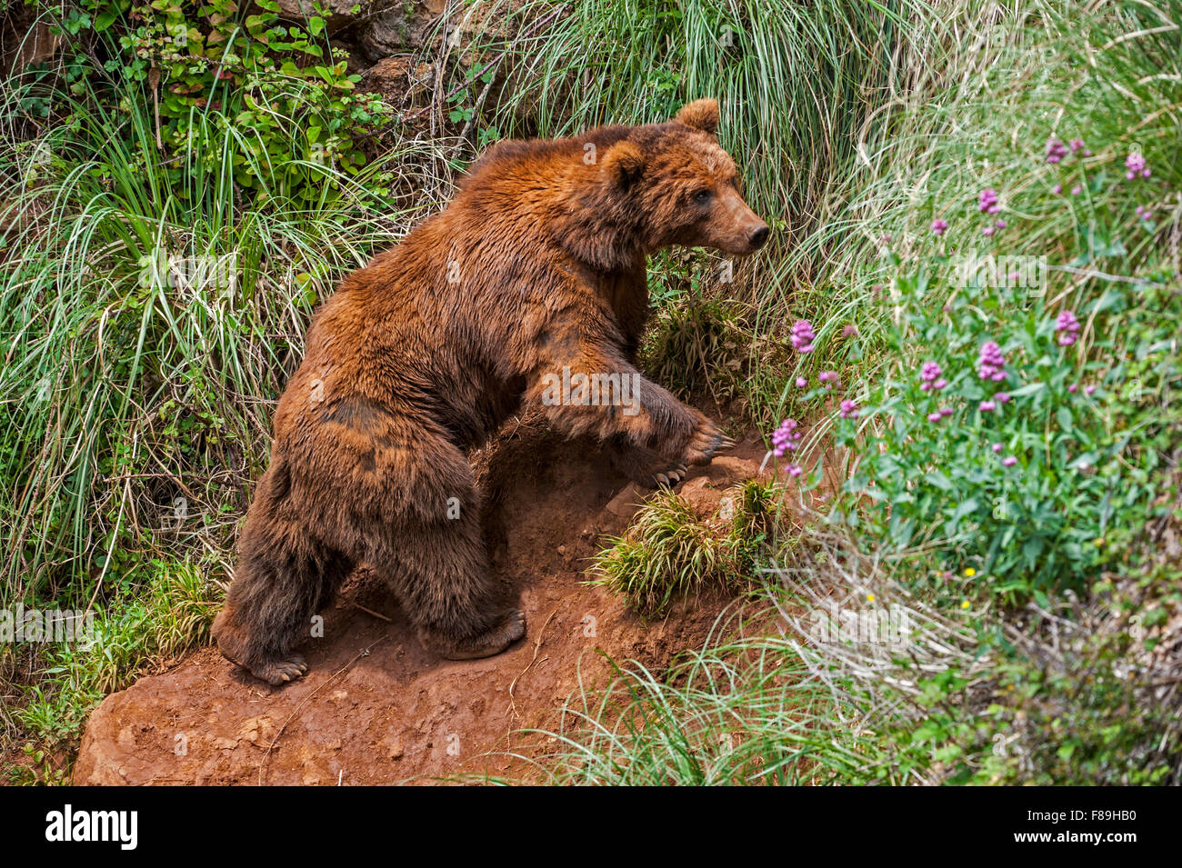 Eurasian brown bear (Ursus arctos arctos) climbing mountain slope Stock ...