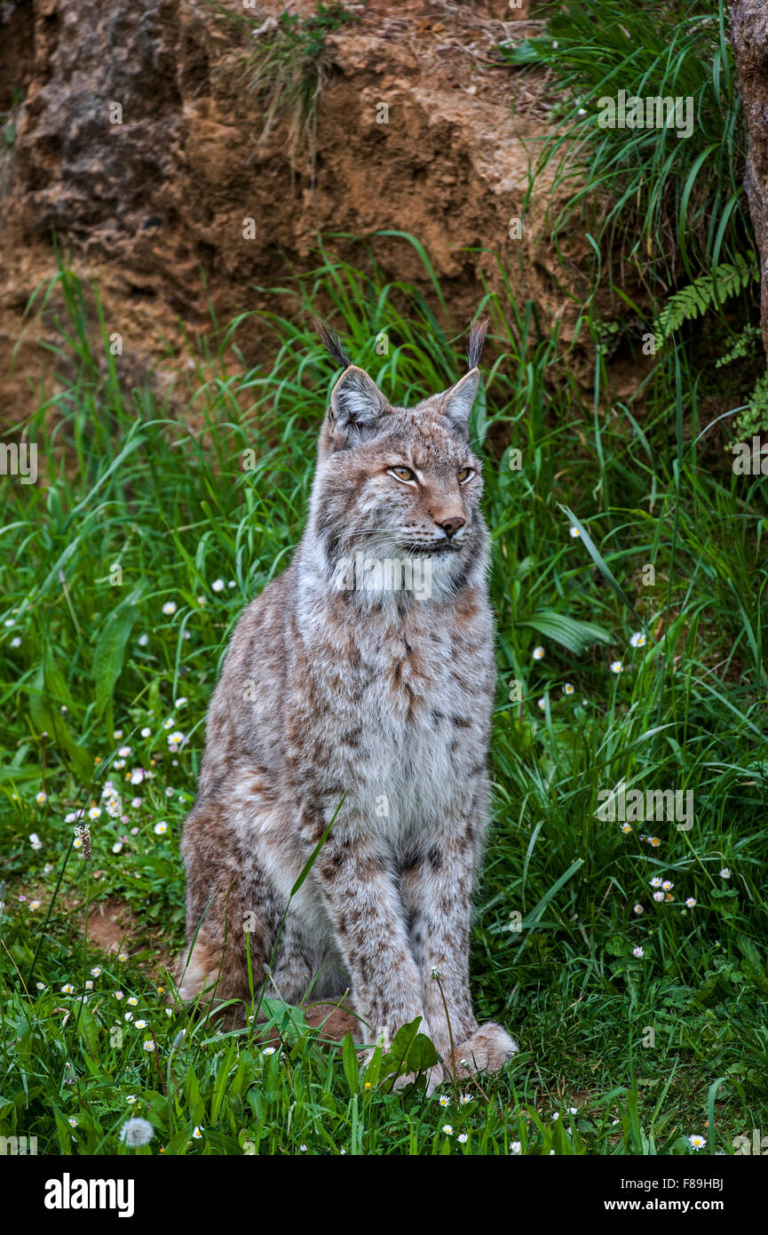 Eurasian lynx (Lynx lynx) sitting at base of rock face, Cabarceno Park ...
