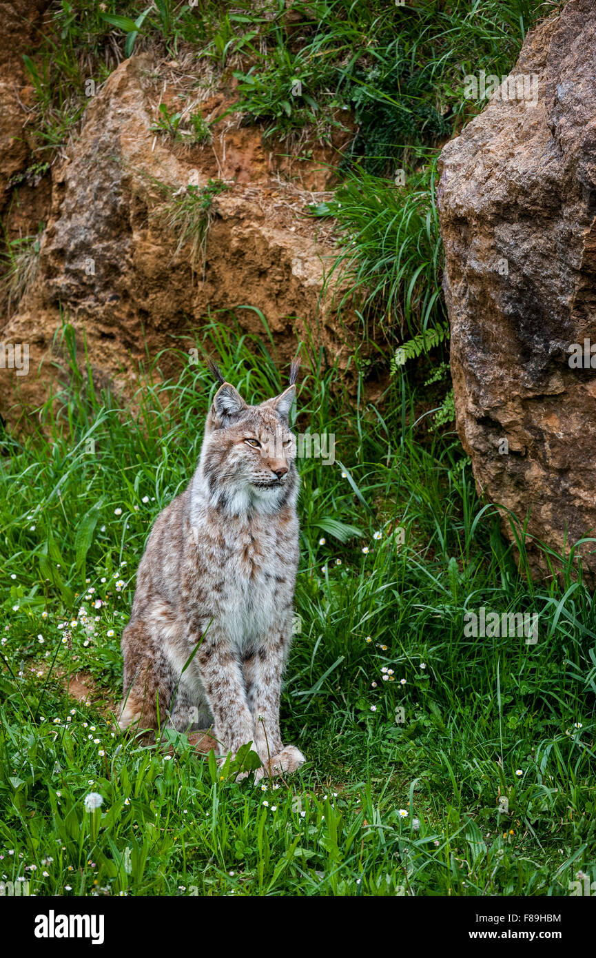 Eurasian lynx (Lynx lynx) sitting at base of rock face, Cabarceno Park ...