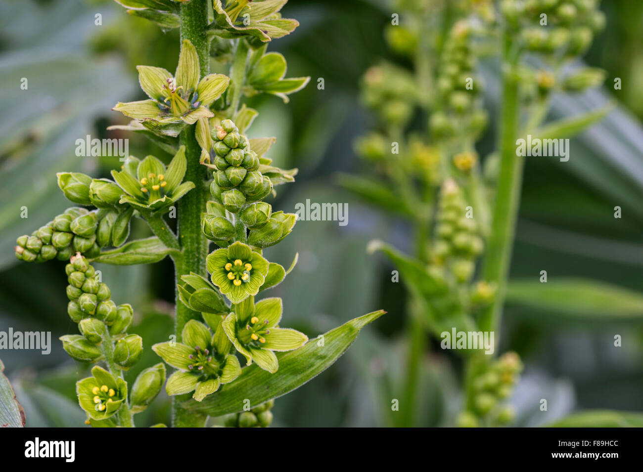 White Hellebore / European White Hellebore / White Veratrum (Veratrum ...