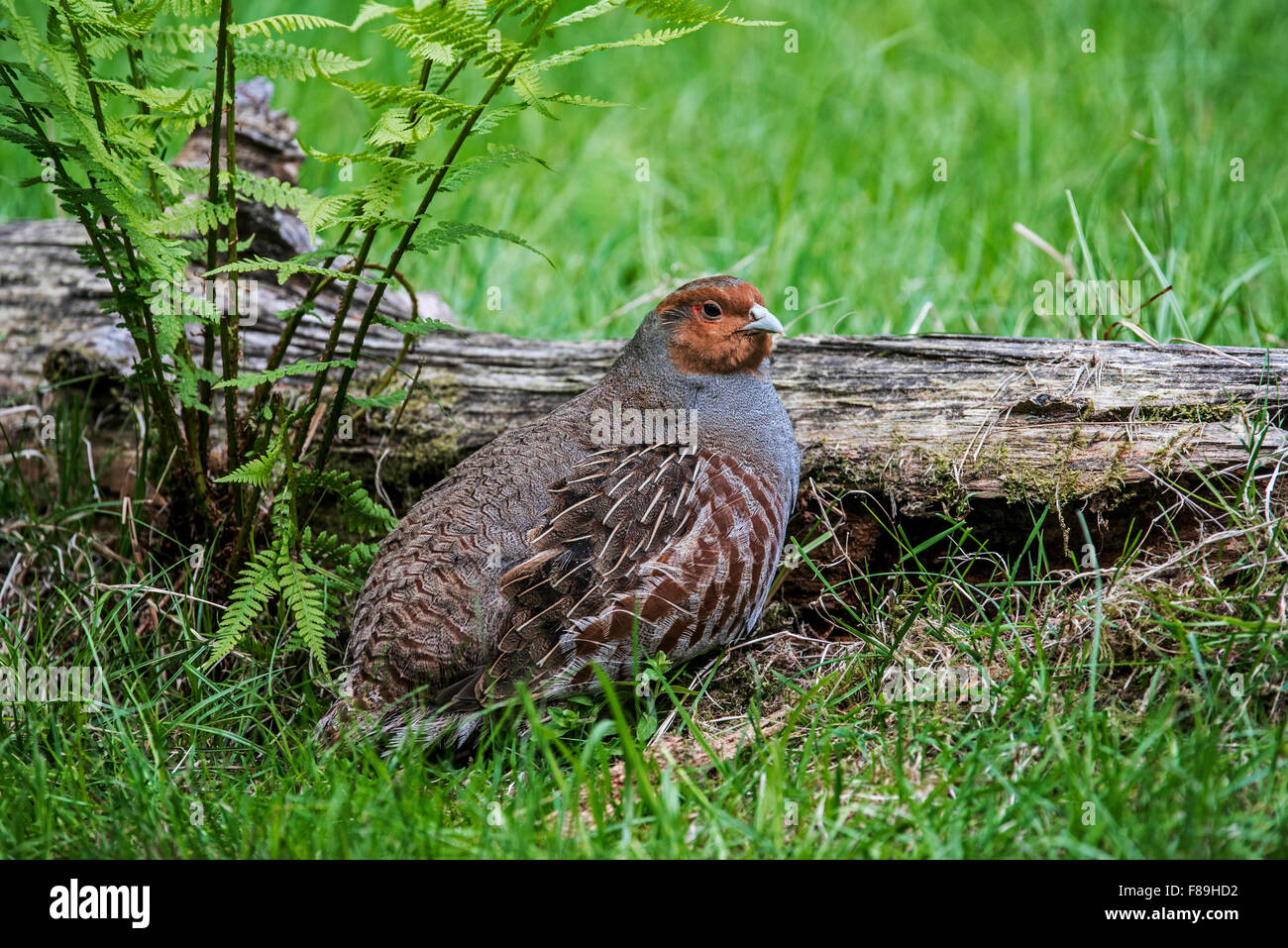 Grey partridge uk hi-res stock photography and images - Alamy