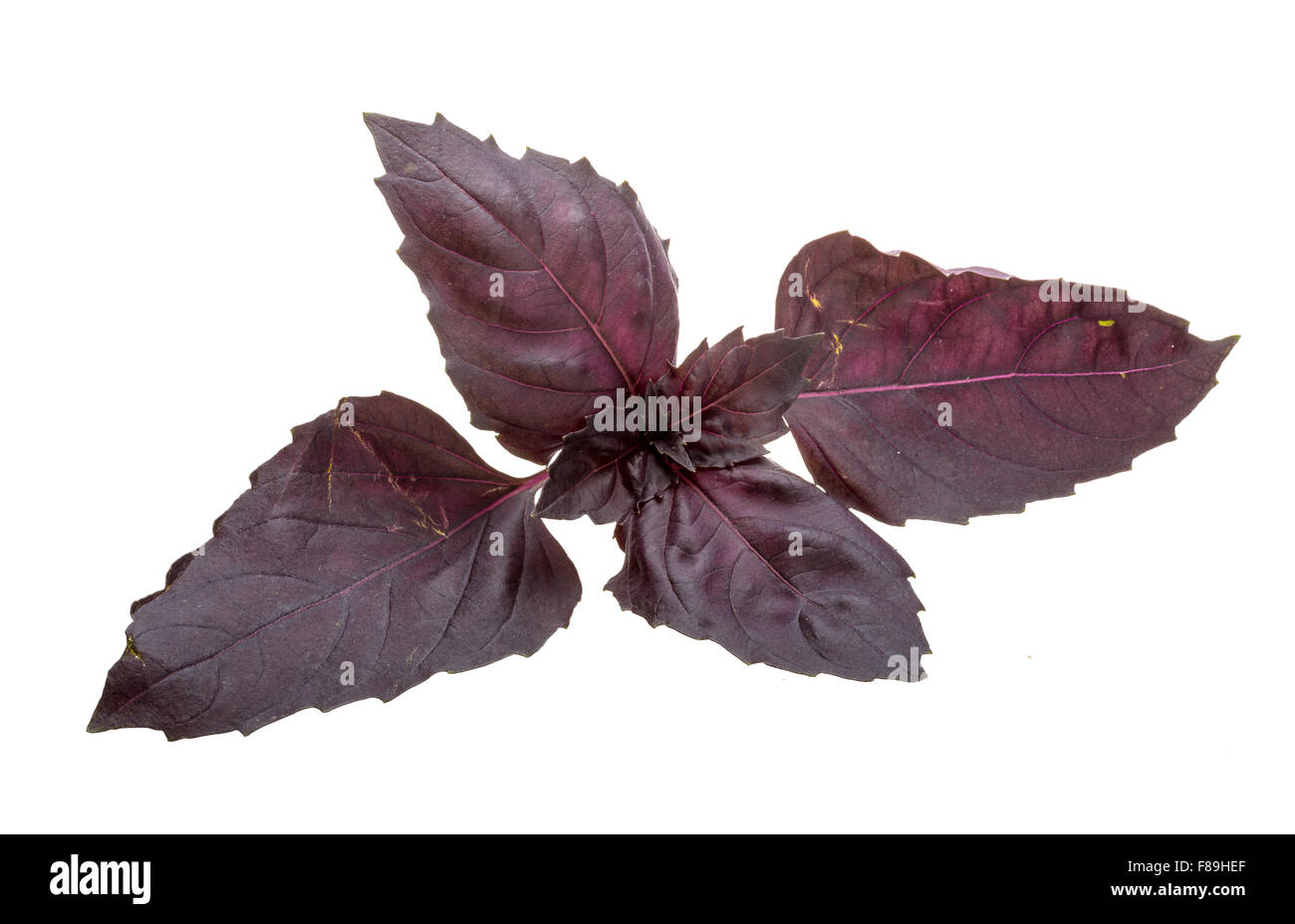 Red basil leaves isolated on white Stock Photo - Alamy