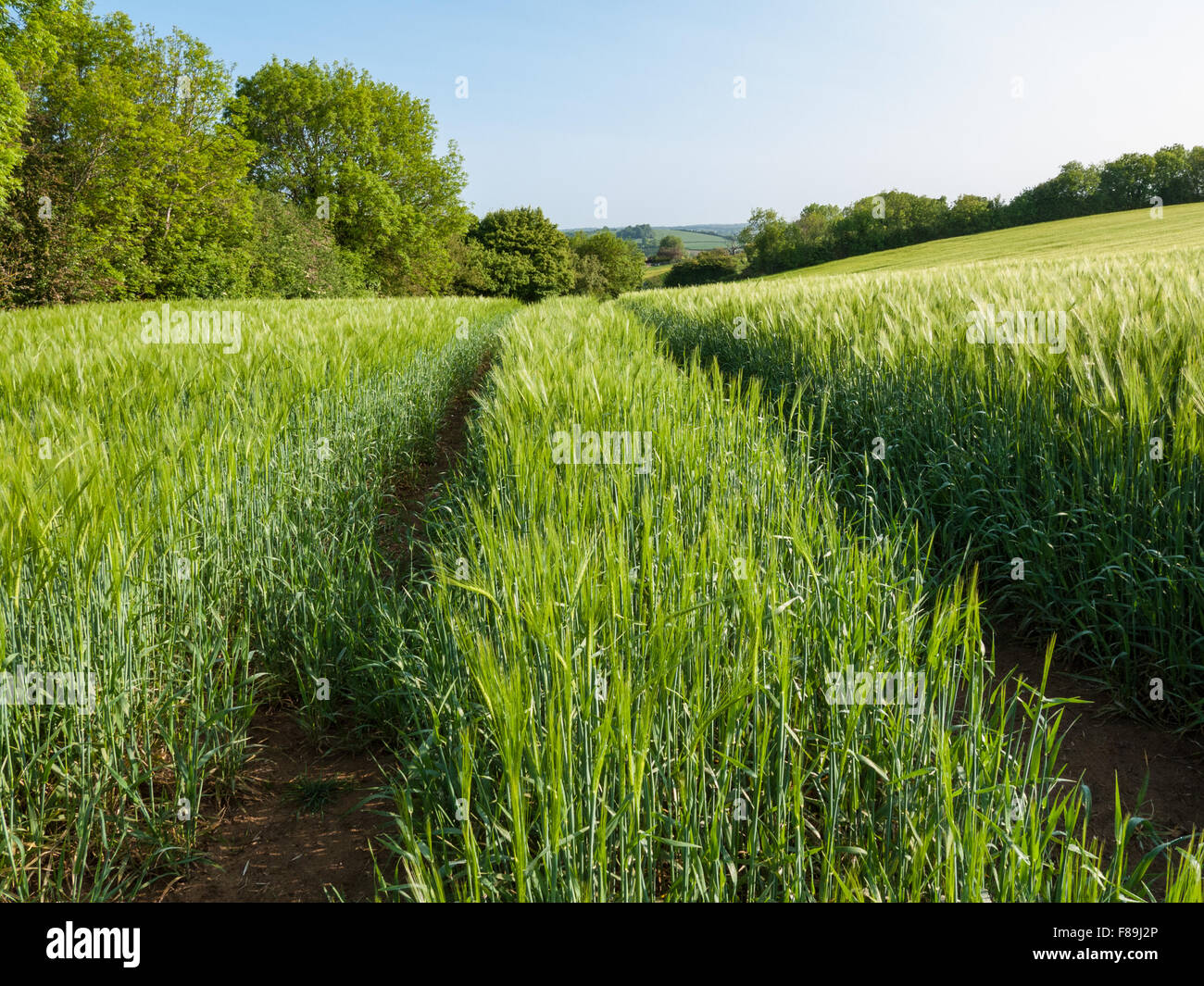 Arable farming. Field of growing Barley Stock Photo - Alamy