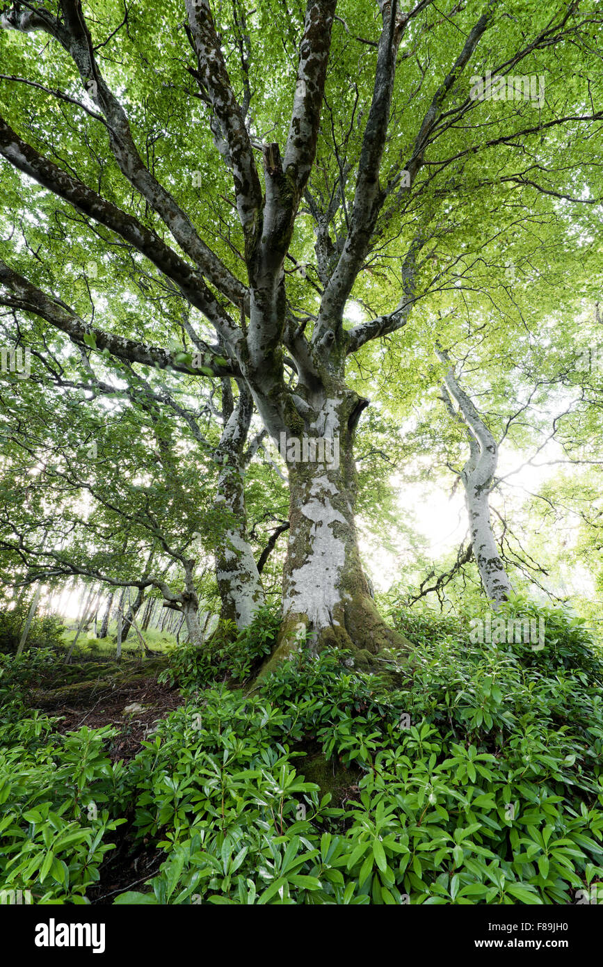 Common beech e fagus sylvatica hi-res stock photography and images - Alamy