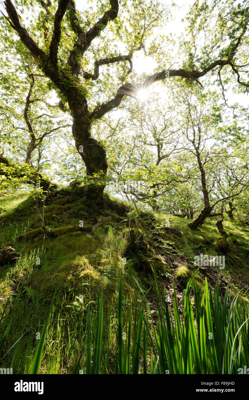Isle of skye forest hi-res stock photography and images - Alamy