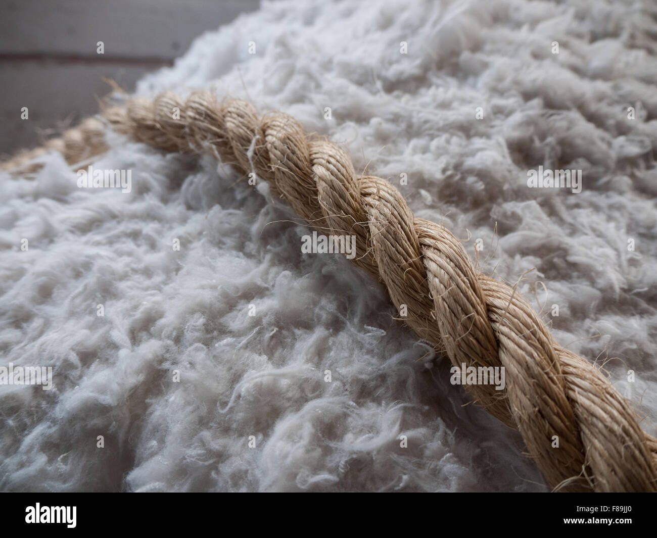 Raw cotton before carding a processing to make cotton Stock Photo - Alamy