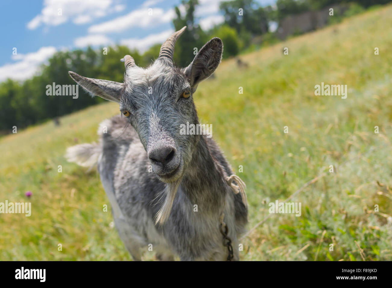 Nice portrait of a cute grey goat on a summer pasture looking with ...