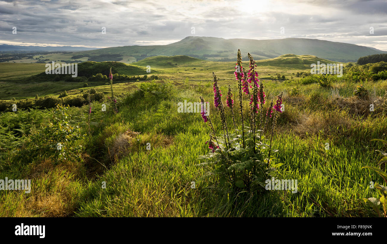 The campsie fells hi-res stock photography and images - Alamy