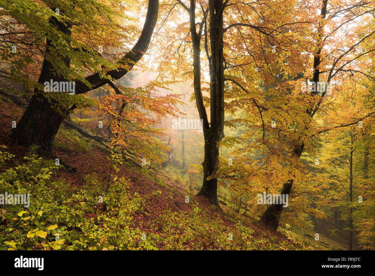 Mountains forest europe hi-res stock photography and images - Alamy