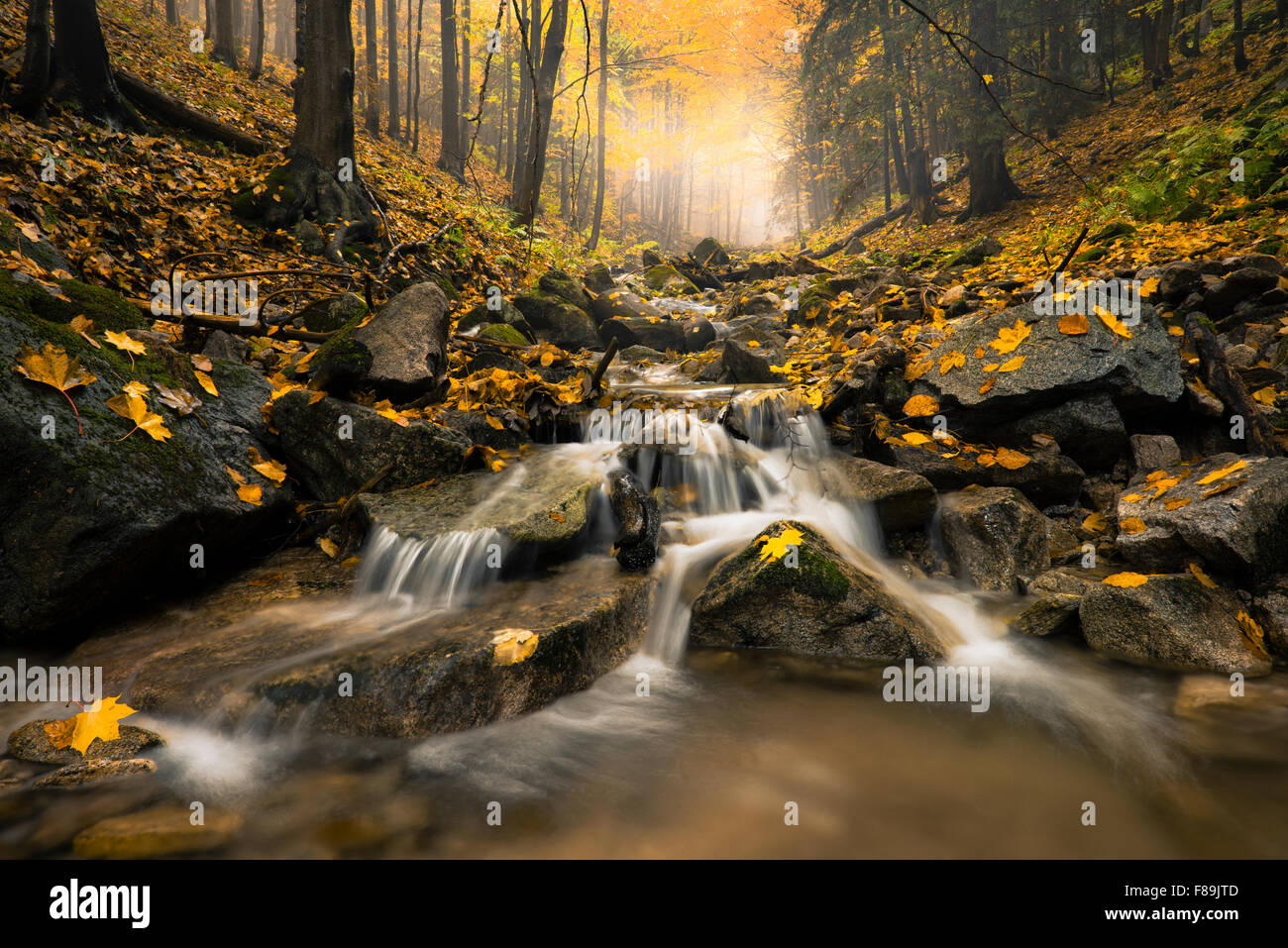 Autumn forest, Carpathian Mountains, Slovakia, Europe Stock Photo - Alamy