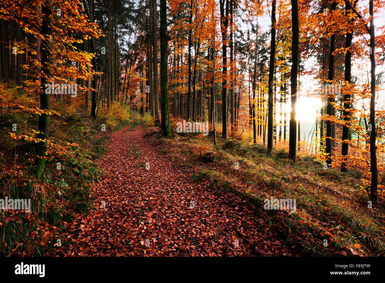 Autumn forest, nature park Augsburg Western Forests, Bavaria, Germany ...