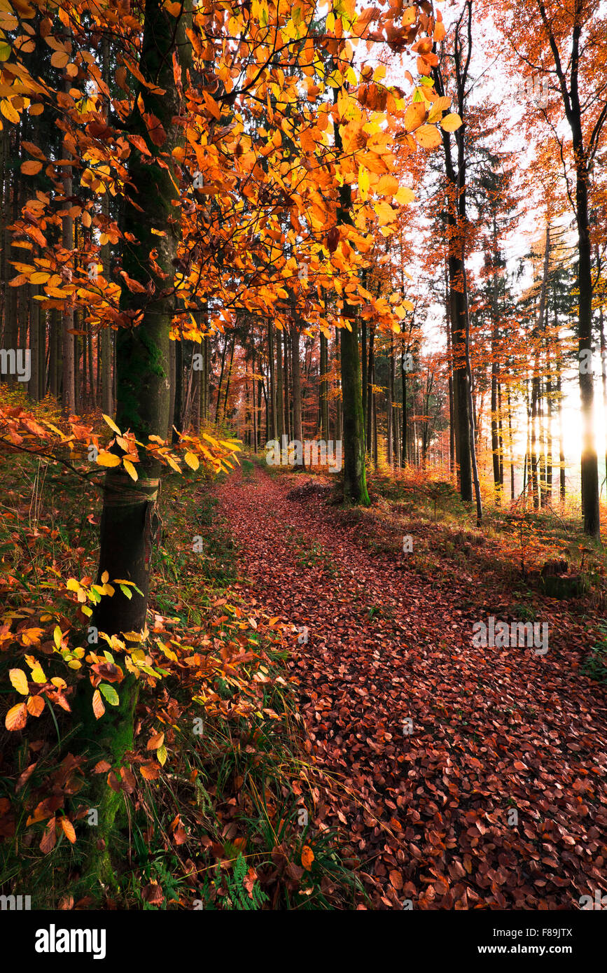 Augsburg western forests western woods hi-res stock photography and ...