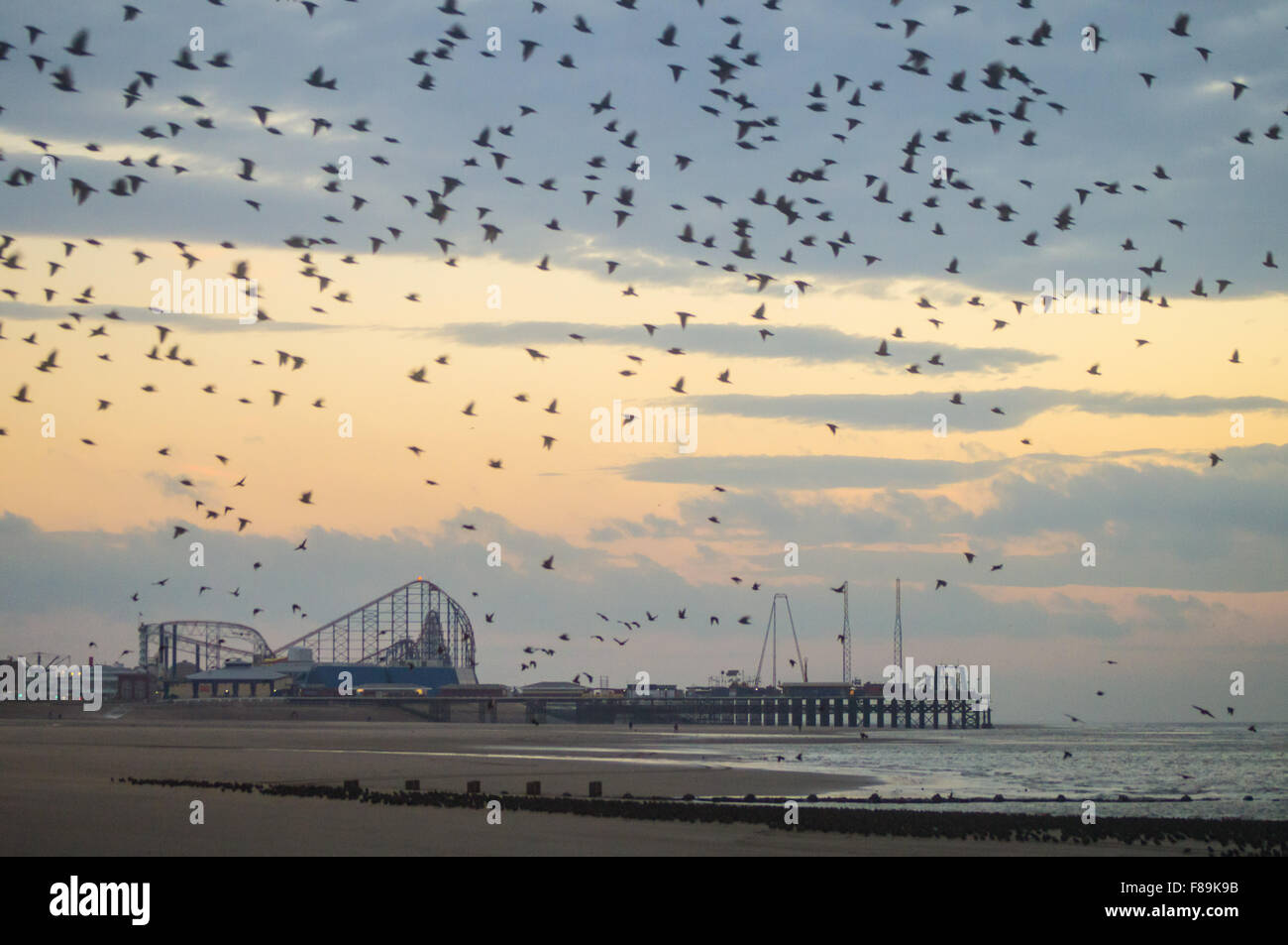 Swarming birds hi-res stock photography and images - Alamy