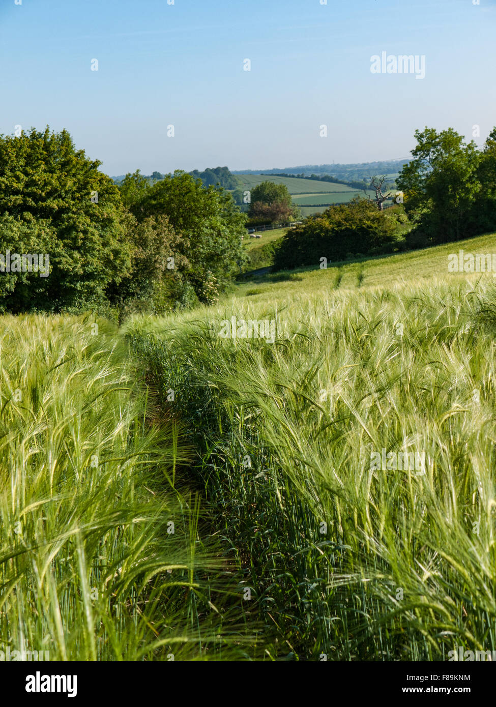 Arable farming. Field of growing Barley Stock Photo - Alamy