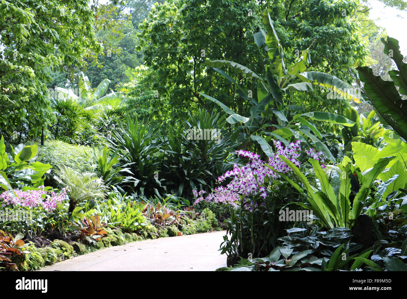 Botanical gardens, Singapore Stock Photo - Alamy