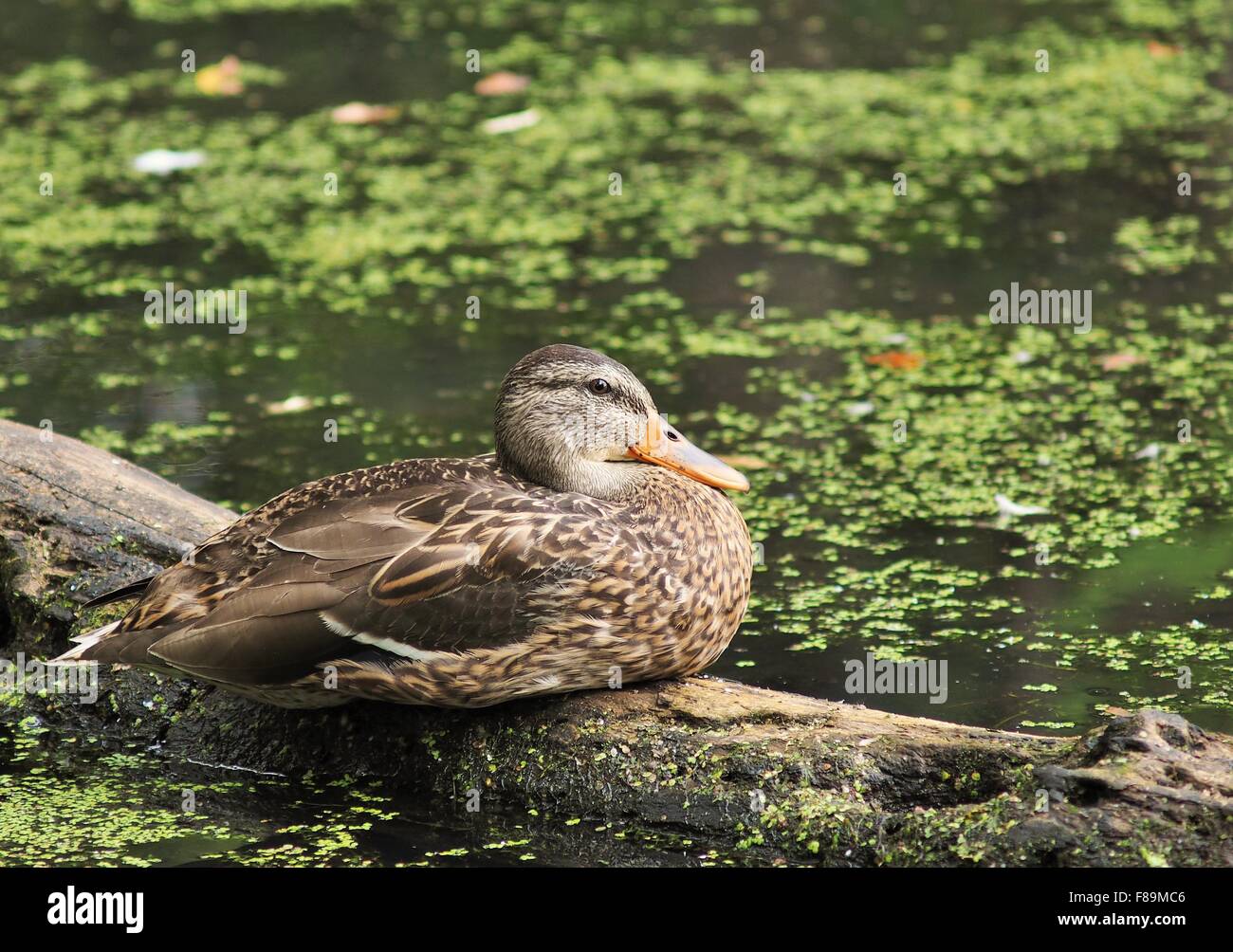 Female Mallard Duck With Purple Feathers High Resolution Stock ...