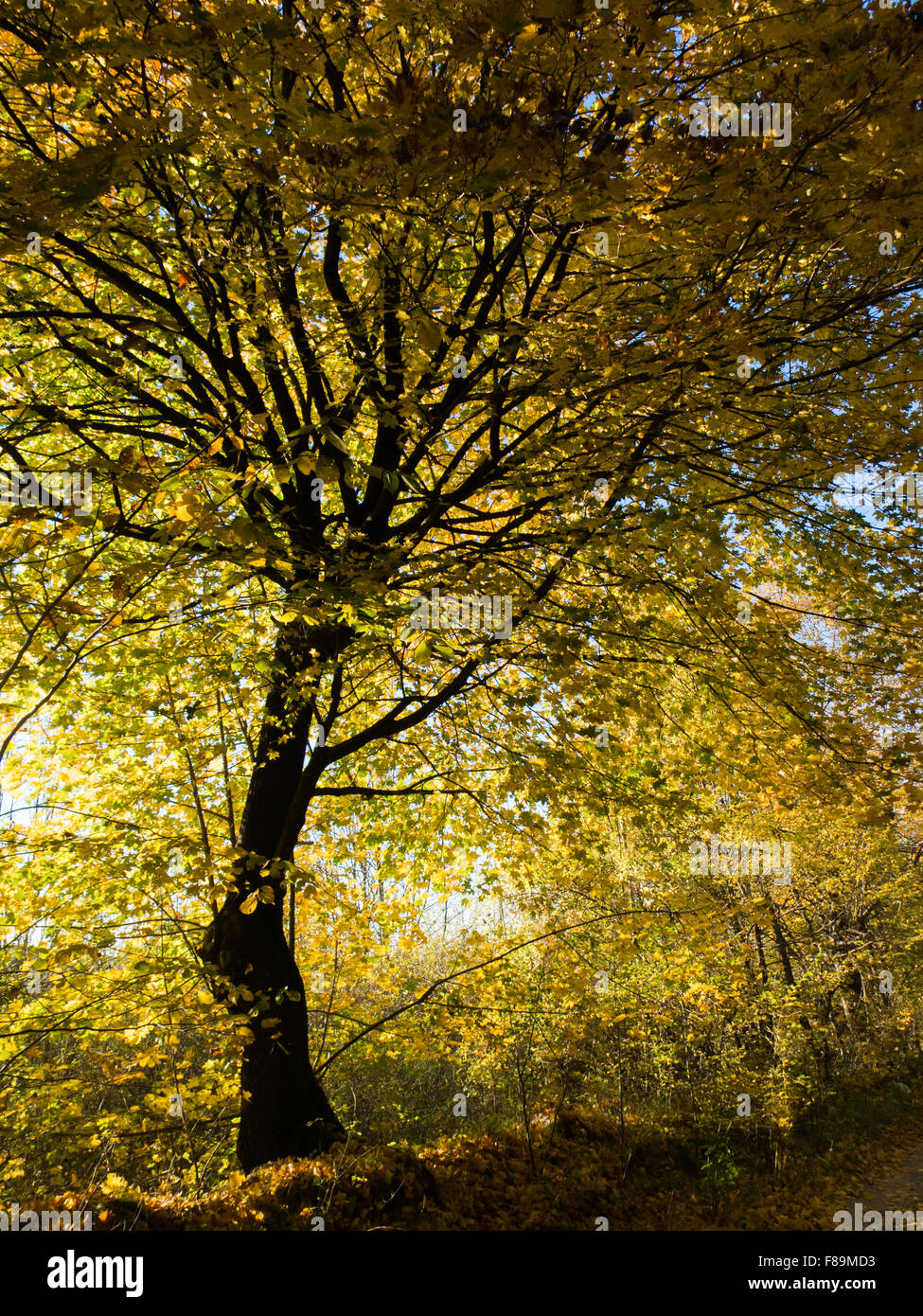 Tree in the autumn Stock Photo - Alamy