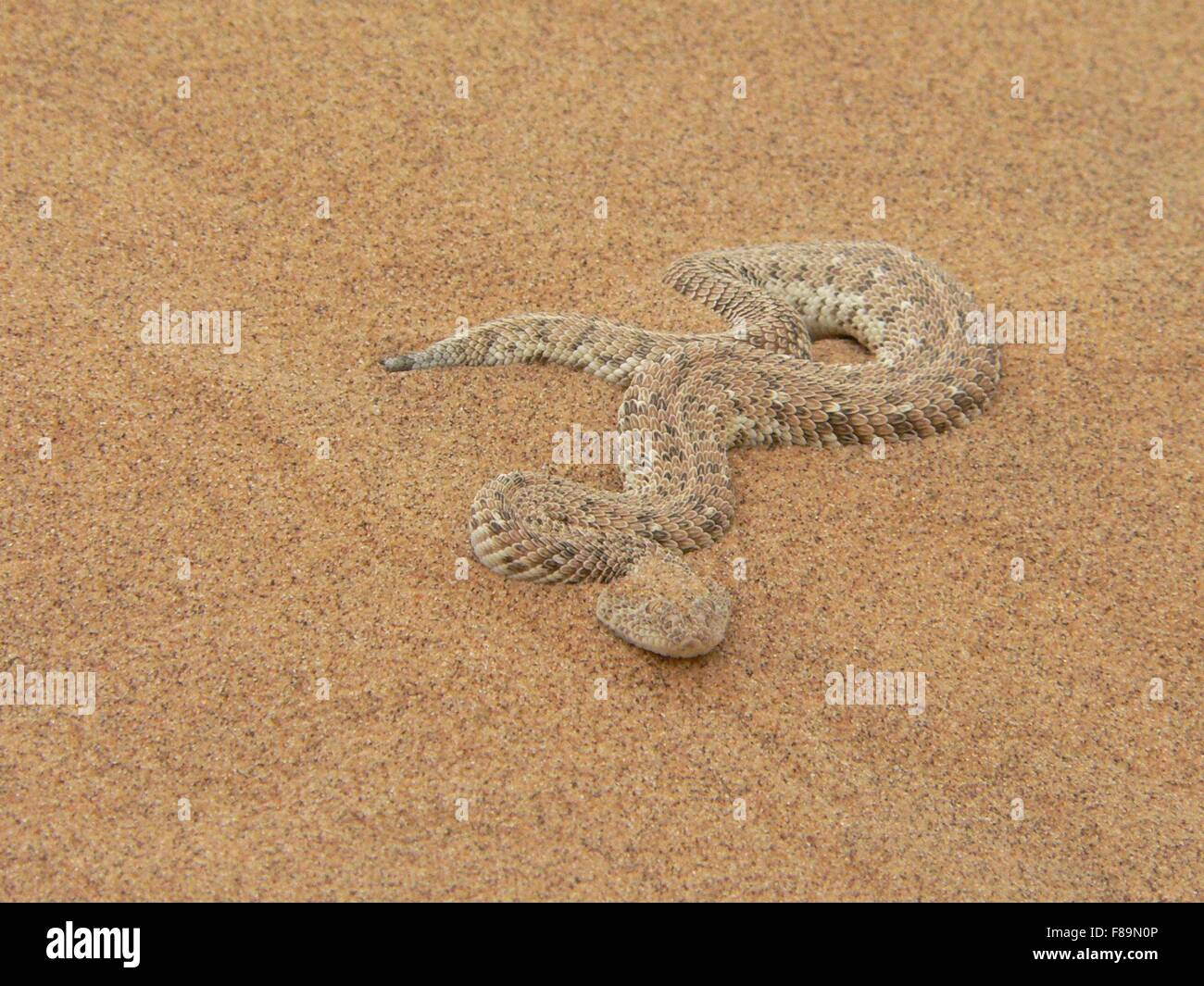 Sidewinder Rattlesnake Crotalus Cerastes Stock Photos & Sidewinder ...