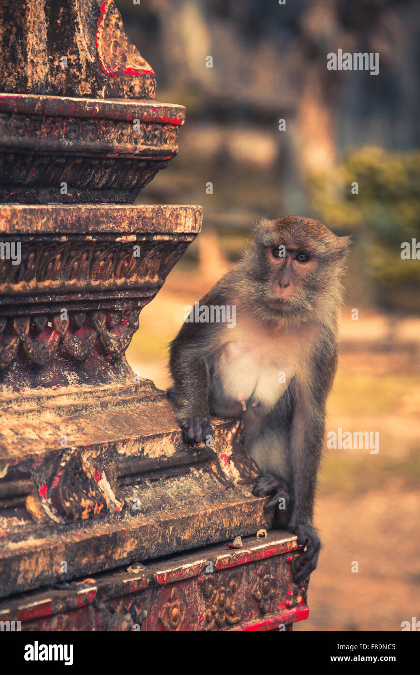 Monkey in the Tiger cave temple, Krabi, Thailand Stock Photo - Alamy