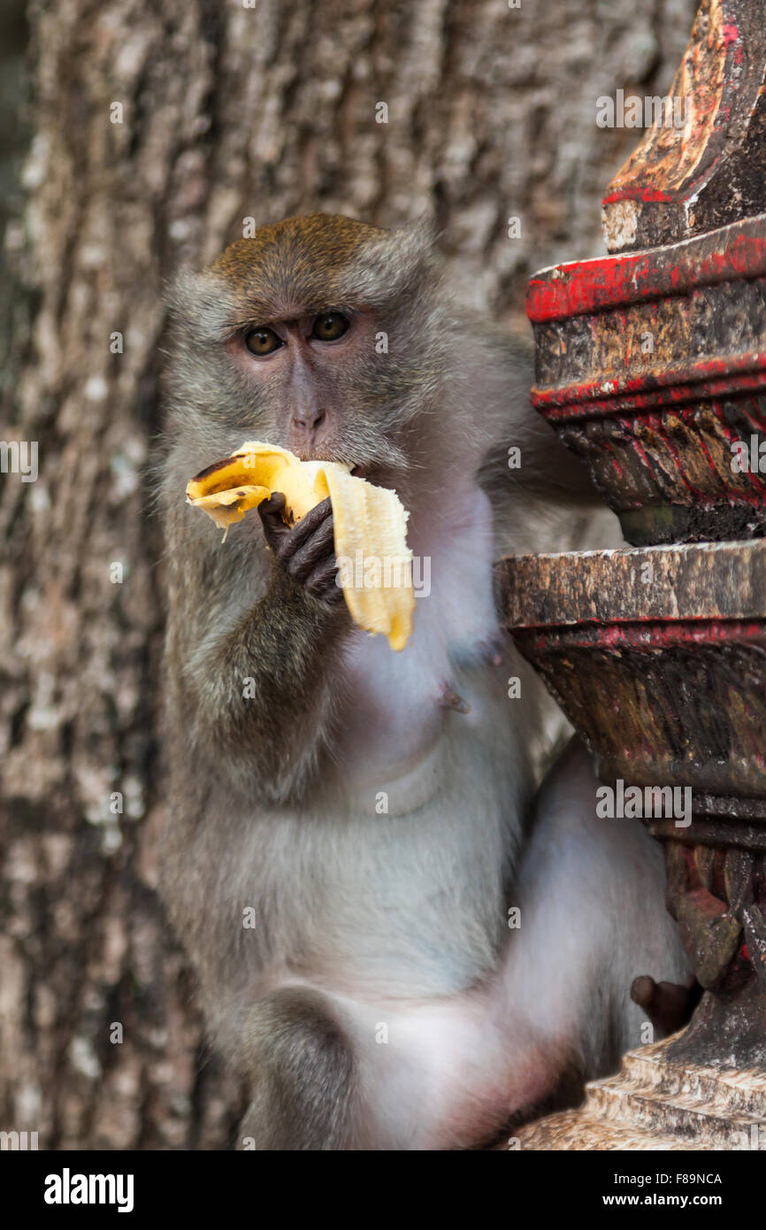 Monkey in the Tiger cave temple, Krabi, Thailand Stock Photo - Alamy