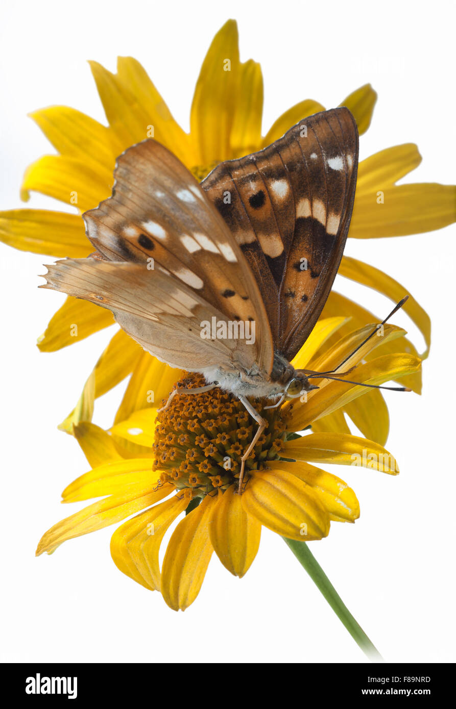 Insects wild butterfly flower Cut Out Stock Images & Pictures - Alamy