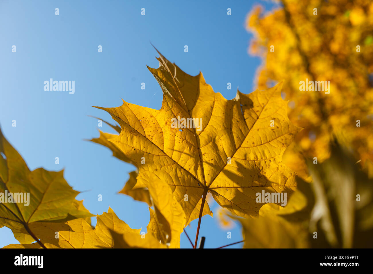 Colorful leaves are falling from a tree (autumn nature Stock Photo - Alamy