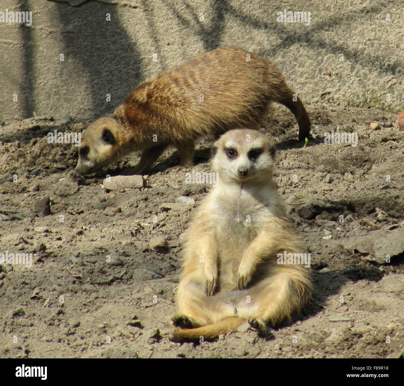 Herpestidae genus hi-res stock photography and images - Alamy