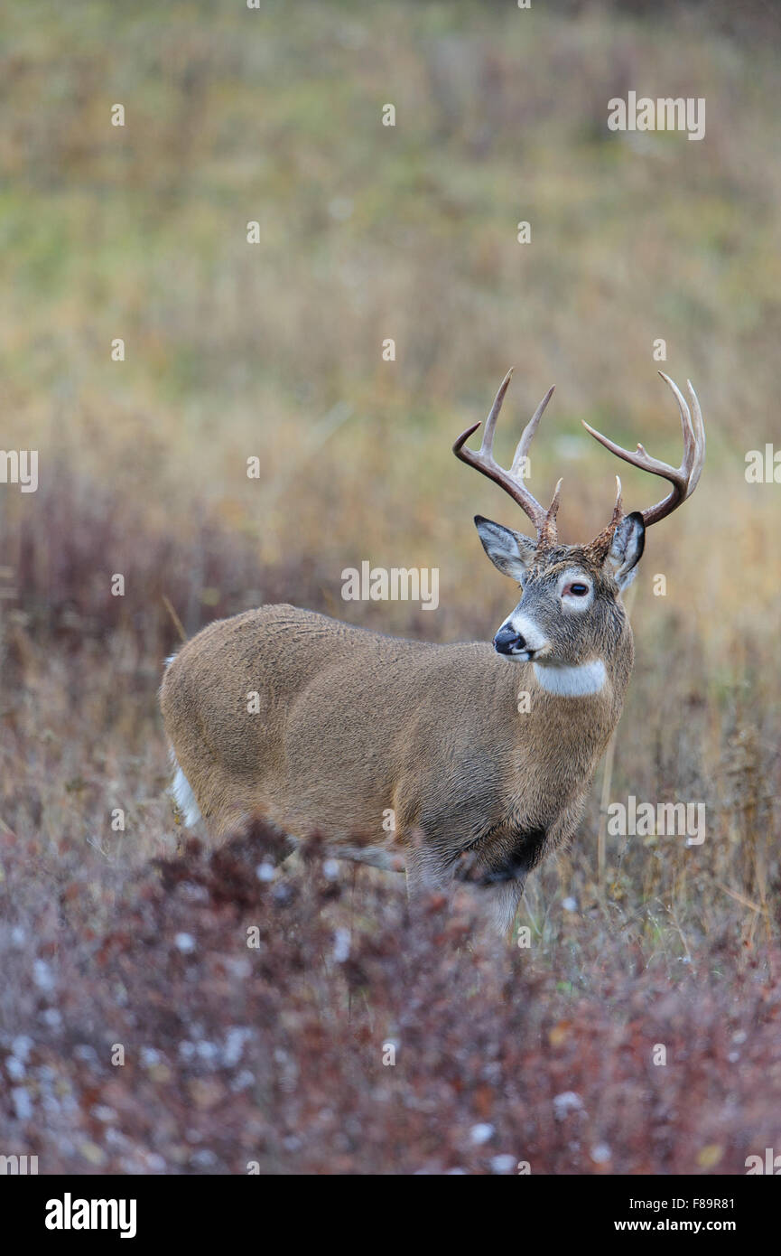 White-tailed Deer Buck, Western US Stock Photo - Alamy