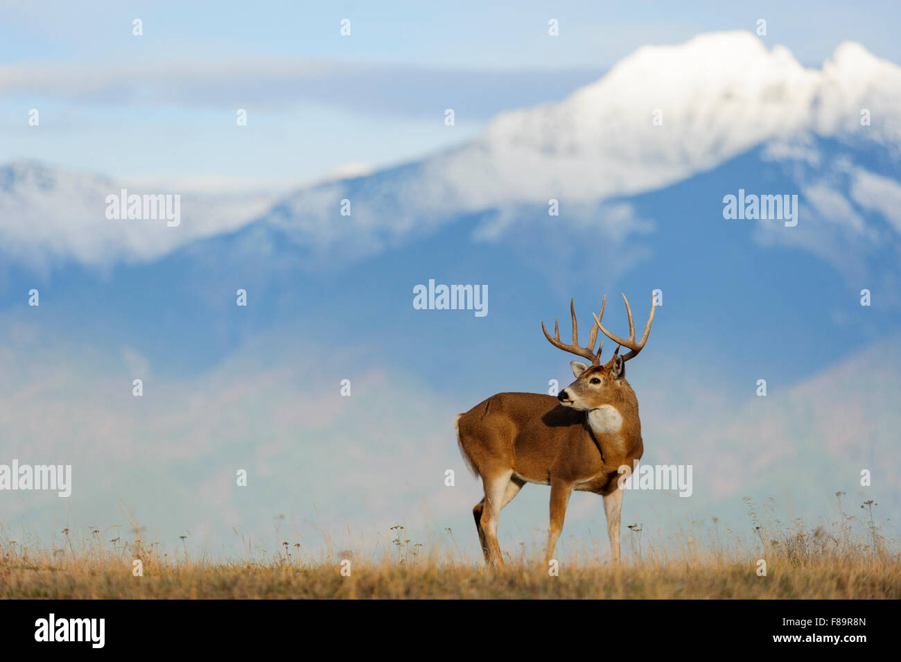 White tailed deer hi-res stock photography and images - Alamy